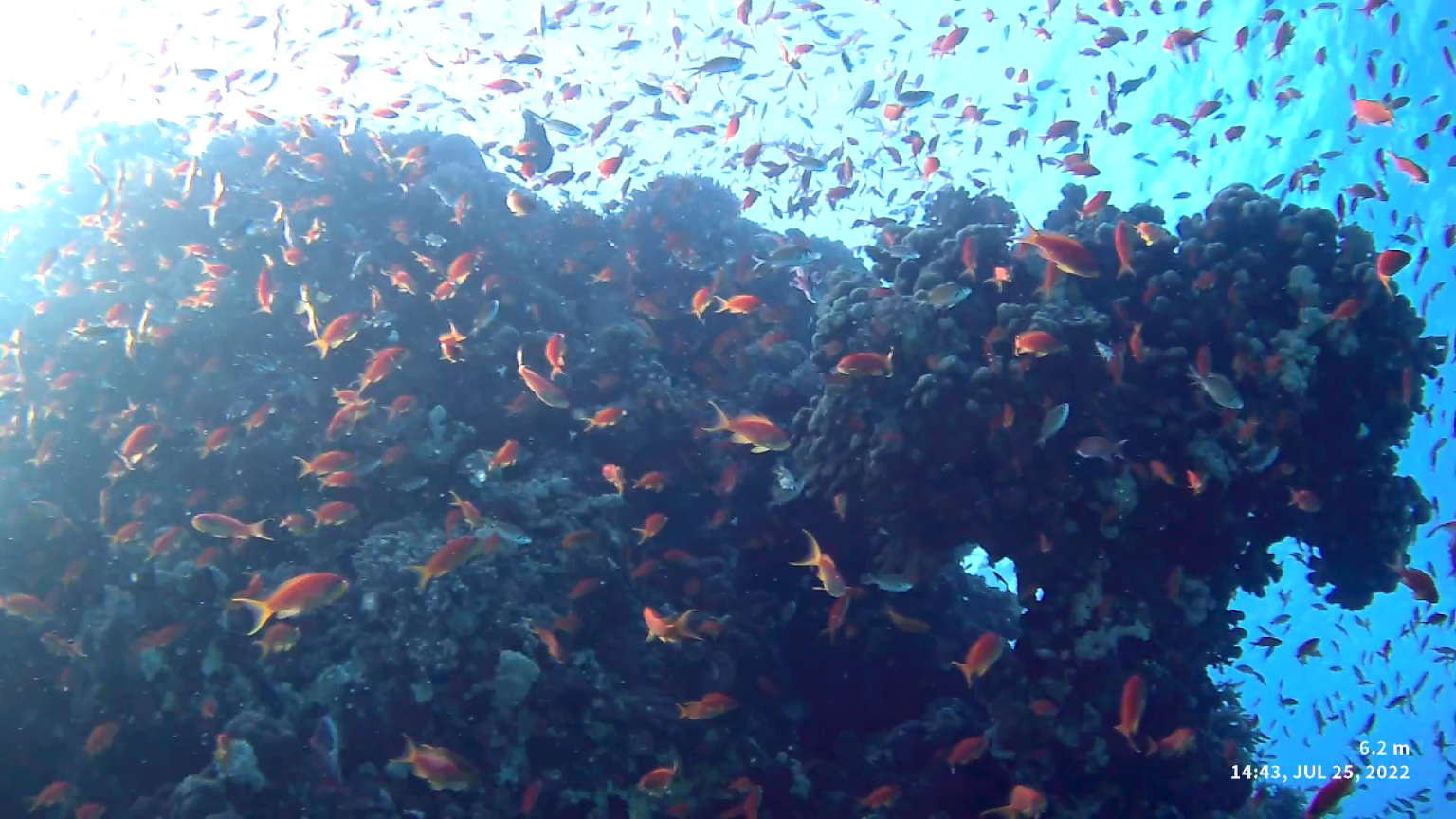 Tobia Arbaa (Sieben Säulen) - Tauchen wie im Aquarium - Reisefeeling.world